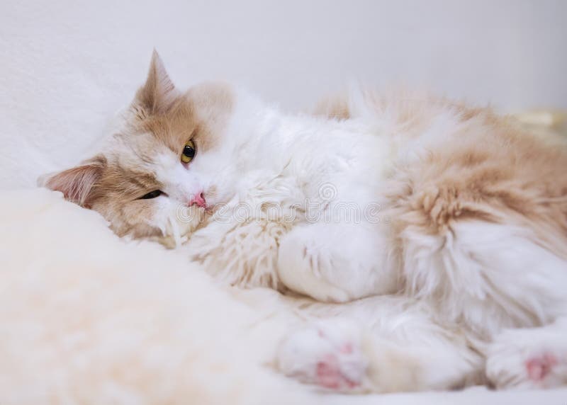 Cream-colored Cat. Fluffy Pet Basking Stock Photo - Image of happy ...