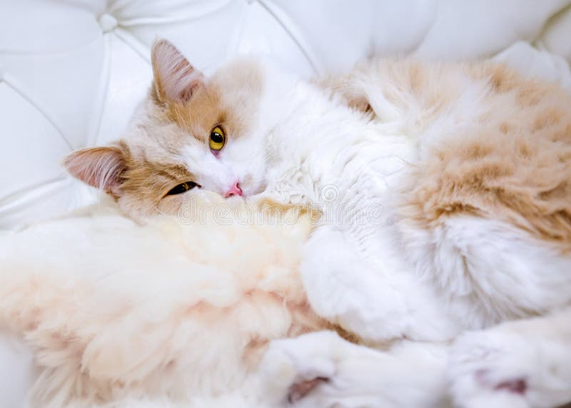 Cream-colored Cat. Fluffy Pet Basking Stock Photo - Image of look ...