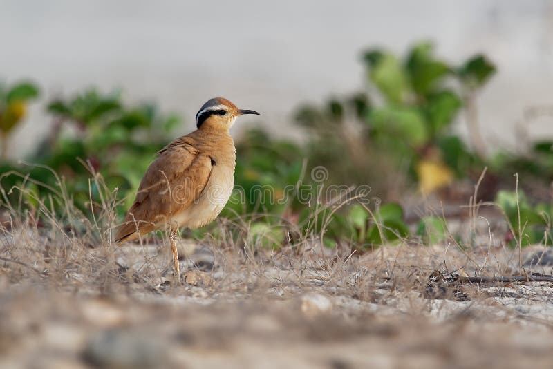 Cream-colored Courser Cursorius Cursor in the Sand Desert Stock Image ...