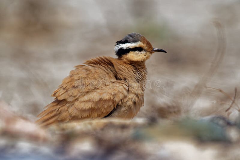 Cream-colored Courser Cursorius Cursor in the Sand Desert Stock Image ...