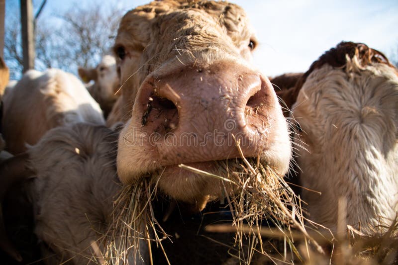 Yummy cow stock image. Image of wildlife, bull, bovine - 356736189