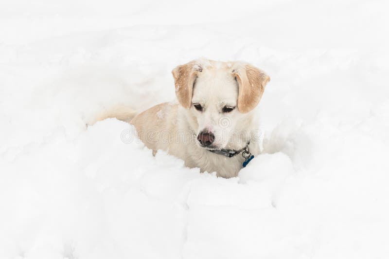 Cream Colored Dog Sits in Deep Snow Stock Photo - Image of snowfall ...