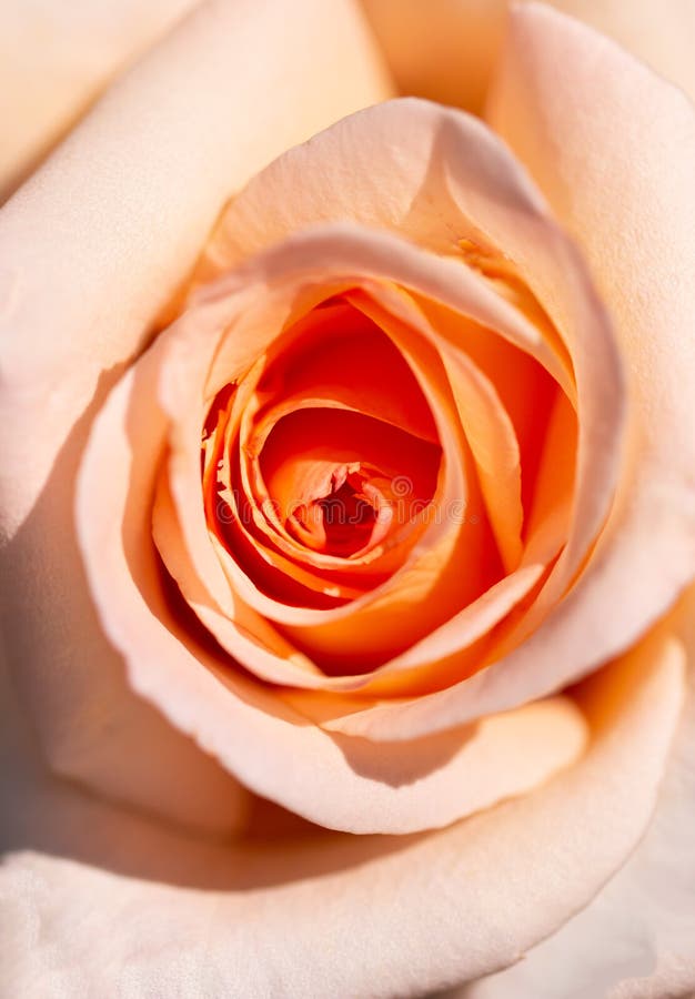 Cream-colored Rose As a Background Stock Photo - Image of shade, cream ...