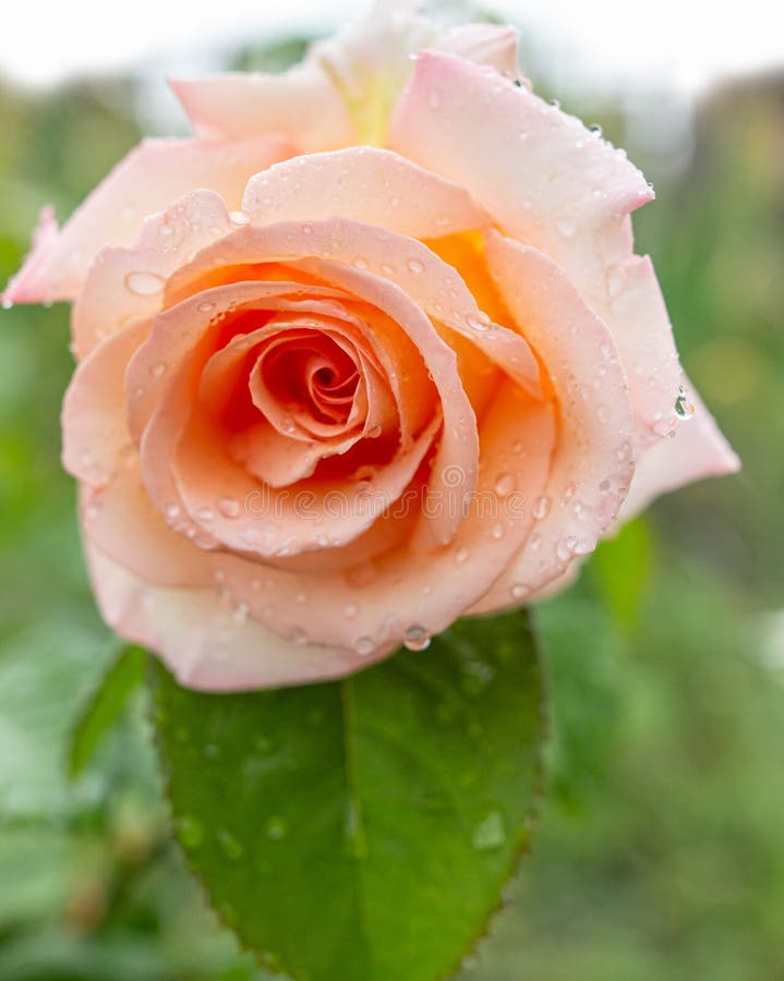 Cream-colored Rose As a Background Stock Image - Image of background ...