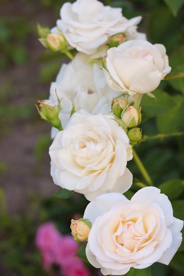 Cream-colored Roses On A Branch With Buds. Stock Photo - Image of bloom ...