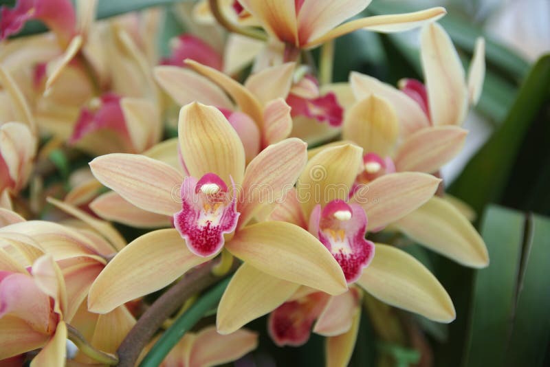 Cream-coloured Orchid stock photo. Image of festival - 85546300