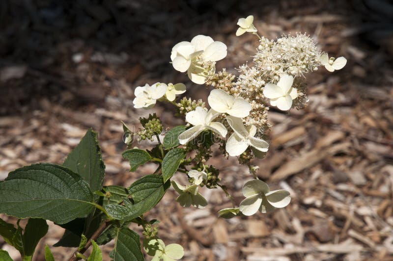 Cream Flowerhead of a Hydrangea Paniculata Kyushu Shrub Stock Image ...