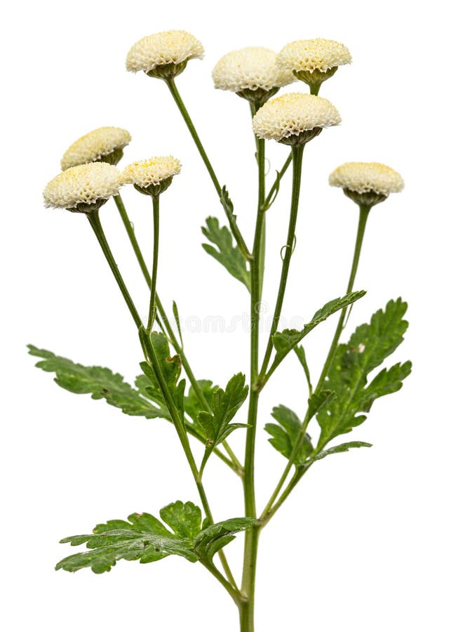 Cream Flowers of Ofchrysanthemum, Isolated on White Background Stock ...