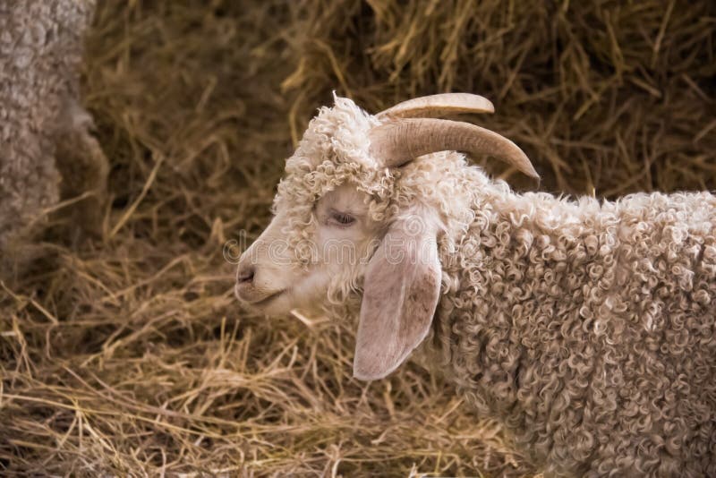 Cream goat in the hay stock photo. Image of cute, face - 50540534