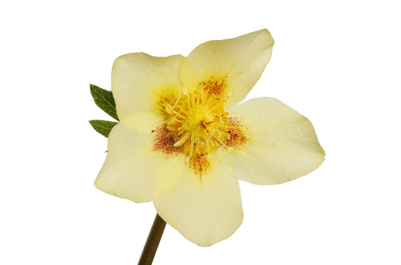 Cream hellebore flower stock image. Image of leaf, helleborus - 174337301