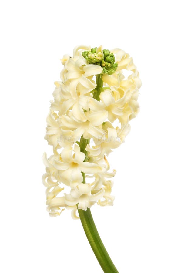 Cream Hyacinth flower stock image. Image of hyacinth - 68533835