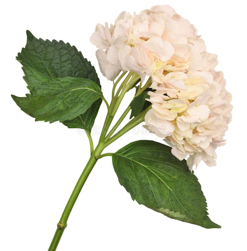 Cream hydrangea flower stock photo. Image of beauty - 172225702
