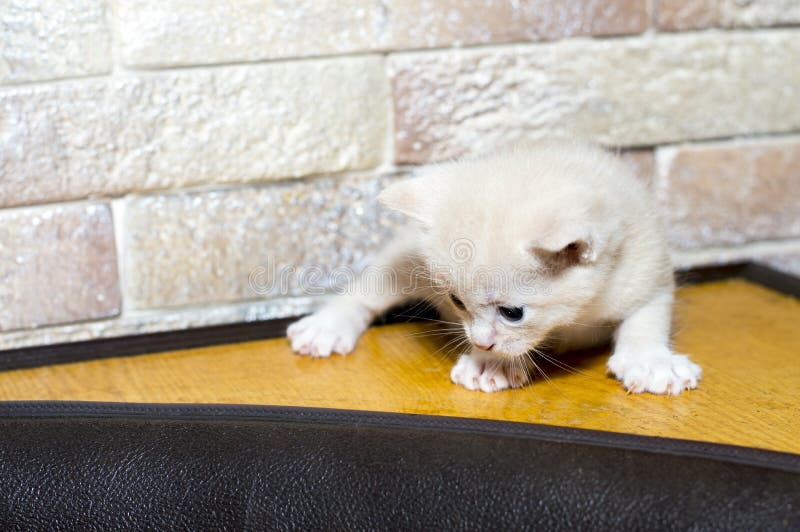 Cream Kitten at the Brick Wall on the Kitchen Corner Stock Image ...