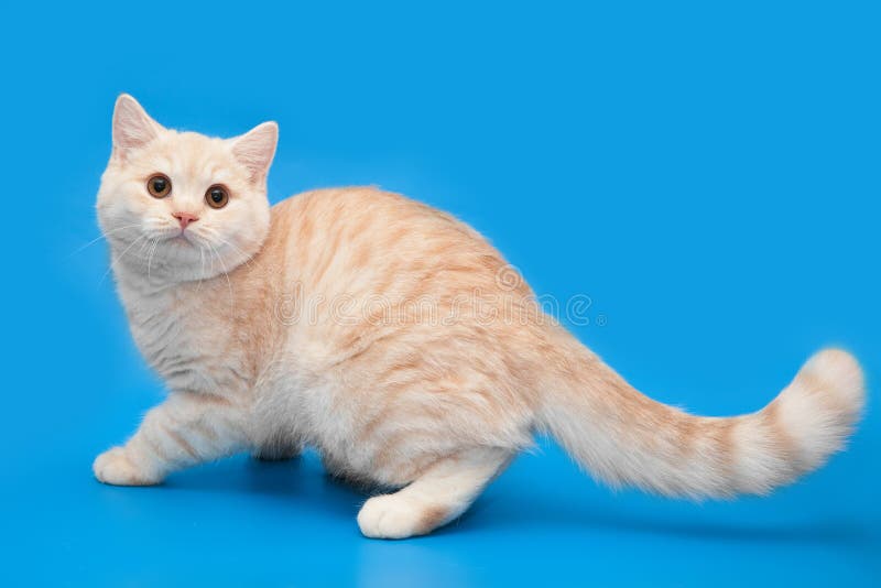 Cream Kitten with a Long Tail on a Blue Background. Stock Photo - Image ...