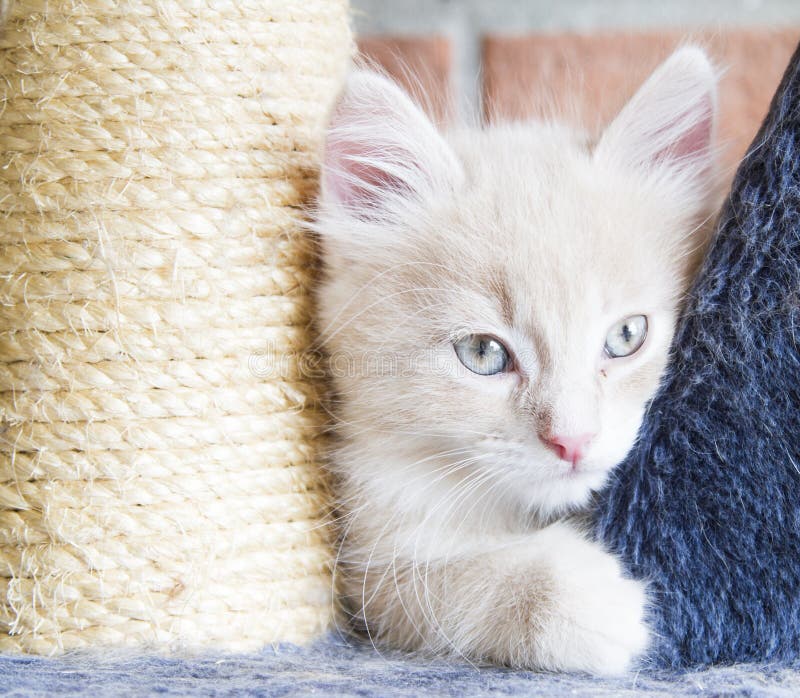 Cream Kitten of Siberian Breed on the Scratching Post, Adorable Stock ...