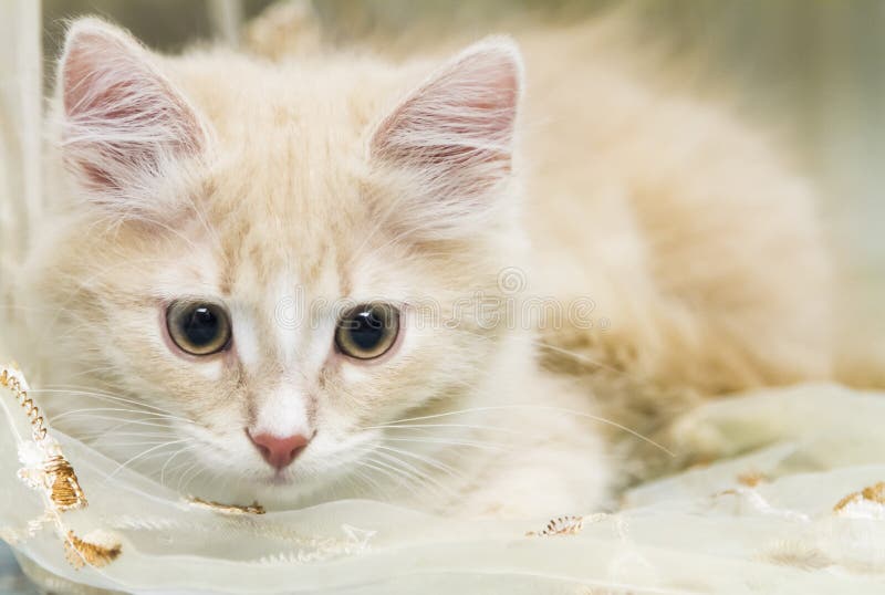 Cream Kitten of Siberian Breed on the Scratching Post, Adorable Stock ...