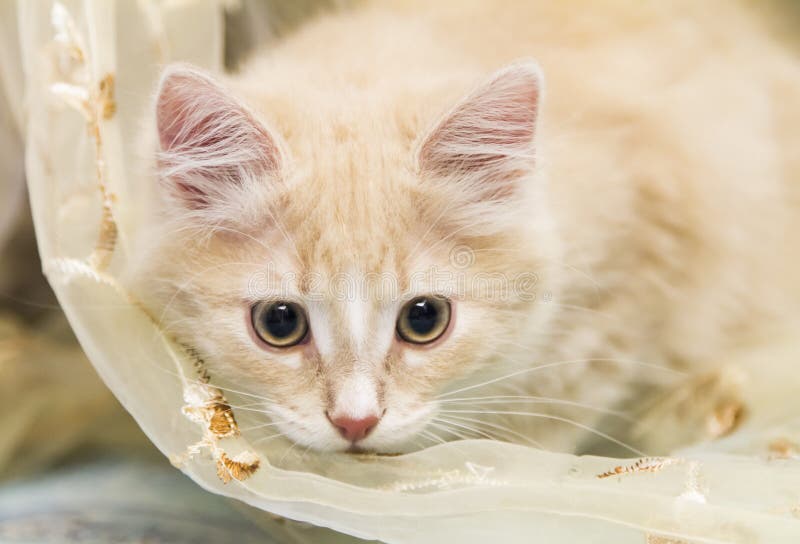Cream Kitten of Siberian Breed on the Scratching Post, Adorable Stock ...