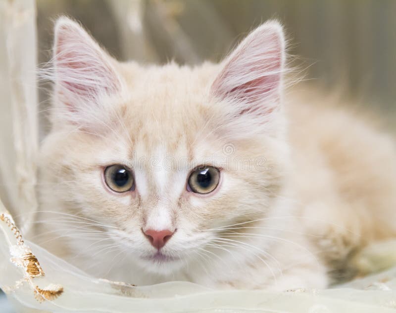 Cream Kitten of Siberian Breed on the Scratching Post, Adorable Stock ...