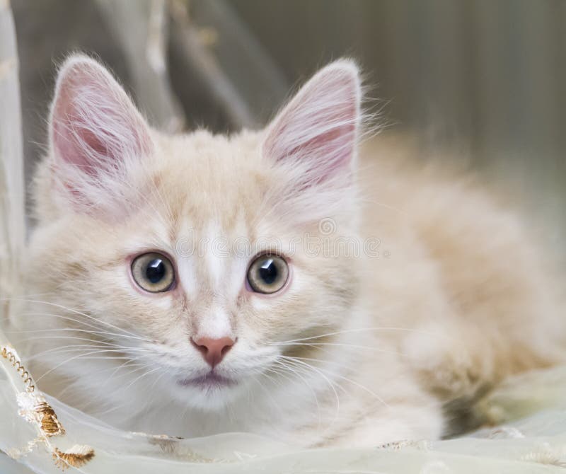 Cream Kitten of Siberian Breed on the Scratching Post, Adorable Stock ...