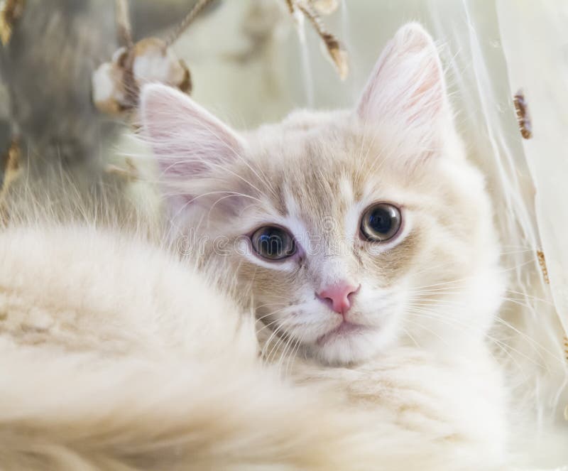 Cream Kitten of Siberian Breed on the Scratching Post, Adorable Stock ...