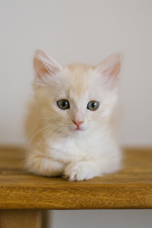 Cream Kitten Sitting on Wooden Table Stock Image - Image of calm ...