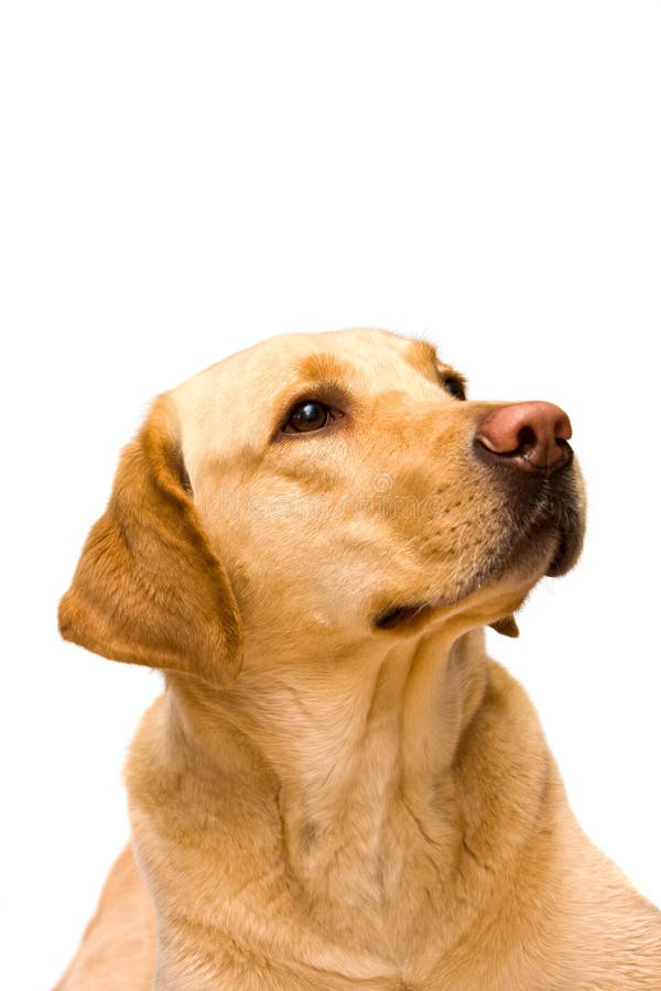 Labrador Retriever Dog with Happy Face Stock Photo - Image of purebred ...