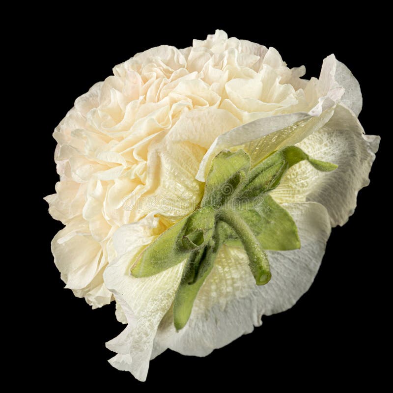 Cream Mallow Flower Isolated on Black Background Stock Image - Image of ...