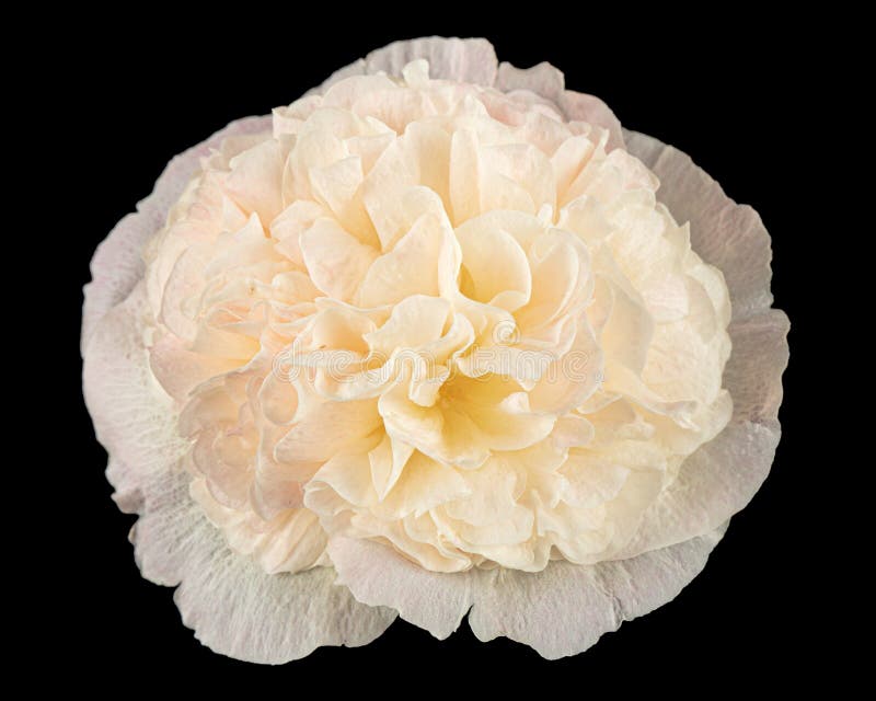 Cream Mallow Flower Isolated on Black Background Stock Image - Image of ...