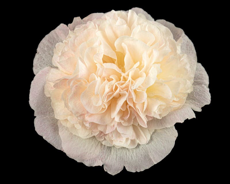 Cream Mallow Flower Isolated on Black Background Stock Image - Image of ...