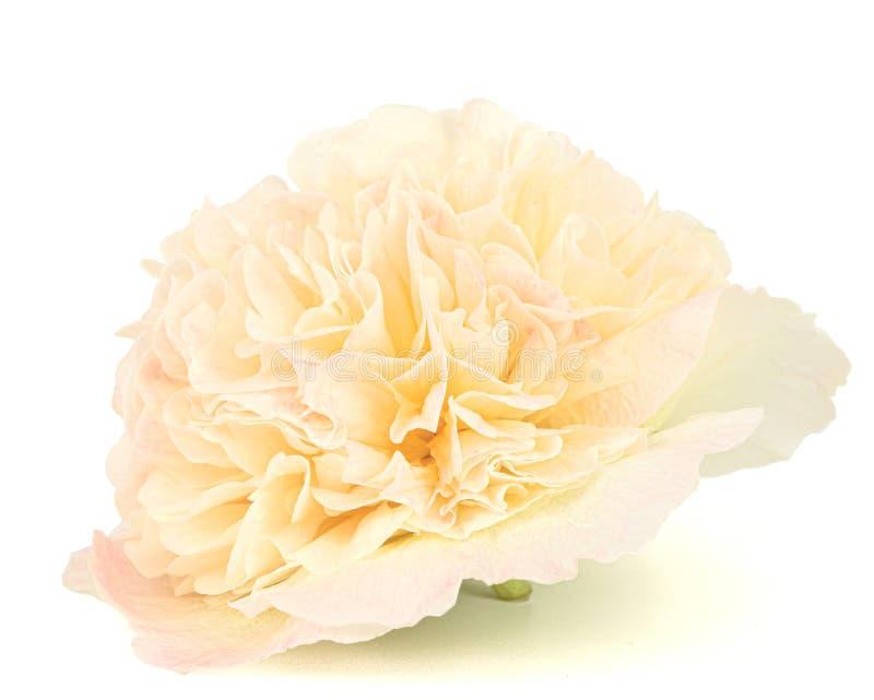 Cream Mallow Flower Isolated on White Background Stock Photo - Image of ...