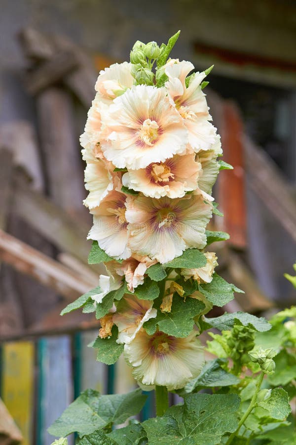 Tall Red Mallow Flowers by a One-storey Village House Stock Image ...