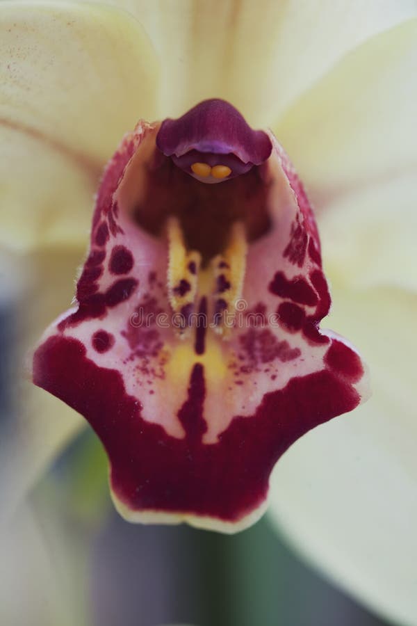 Orchid Stamen stock photo. Image of stamen, flower, garden - 24689544