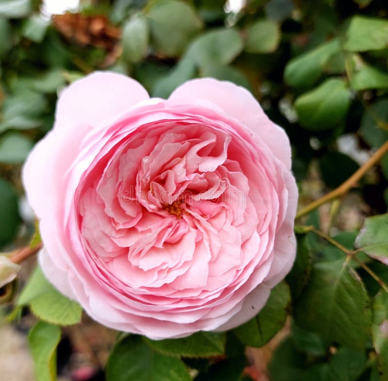 Cream Pink Bud of Herbaceous Flowering Plants Stock Photo - Image of ...