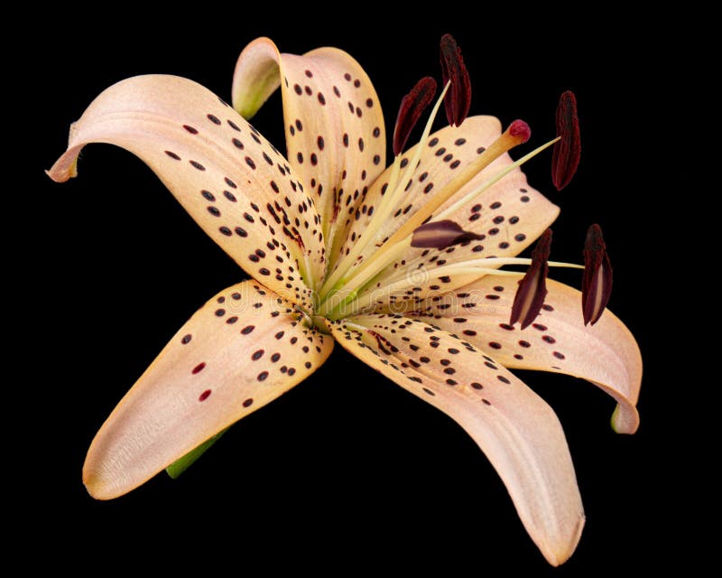 Cream-pink Lily Flower, Isolated on Black Background Stock Photo ...