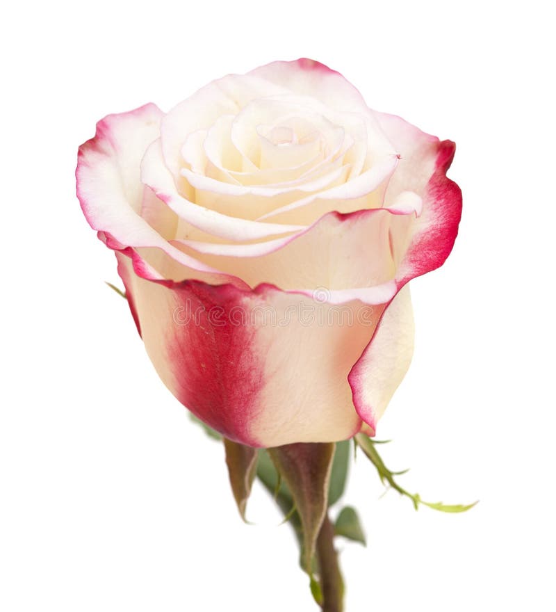 Cream and pink rose stock photo. Image of isolated, color - 98590866