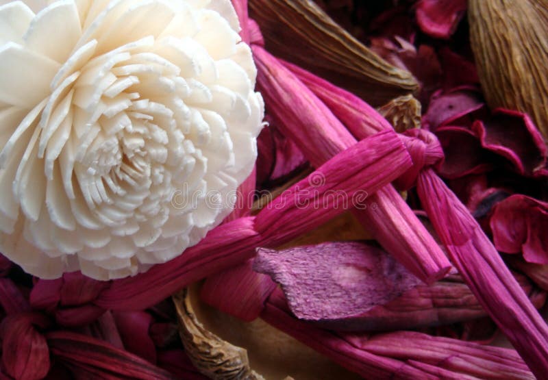 Cream & Pink Rose Potpourri Stock Photo - Image of pink, perfume: 3619636