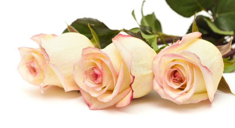 Cream and Pink Variegated Rose Stock Photo - Image of flowering ...