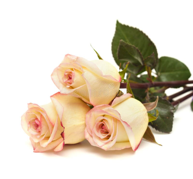 Cream and Pink Variegated Rose Stock Photo - Image of white, isolated ...