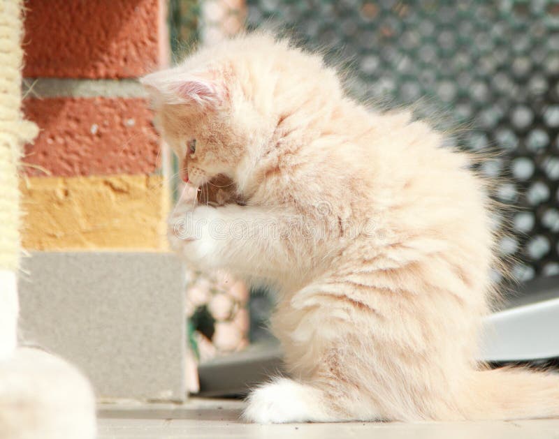 Cream Puppy of Siberian Cat at One Month Stock Image - Image of puppy ...