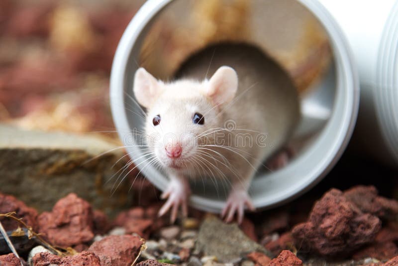 Cream rat stock photo. Image of domestic, rodent, close - 18505520