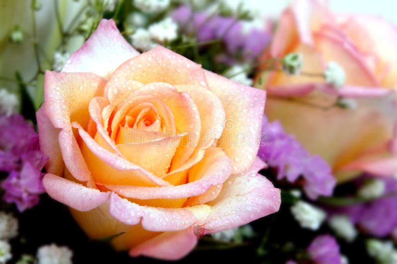 Cream rose stock photo. Image of petals, peace, flower - 184660