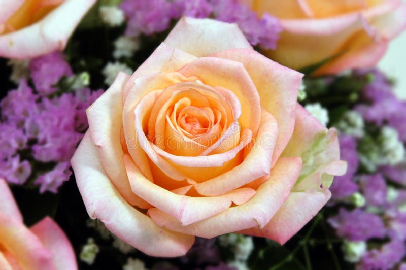 Cream rose stock photo. Image of flower, rose, beautiful - 184662