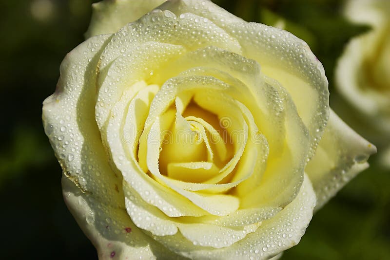 Cream rose stock photo. Image of affection, rose, kiss - 227512