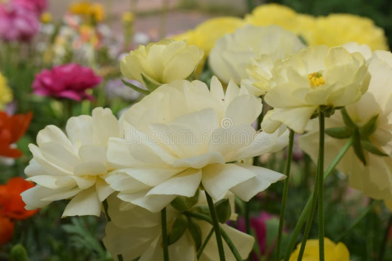 Cream rose Beauty stock image. Image of aroma, colours - 91447249