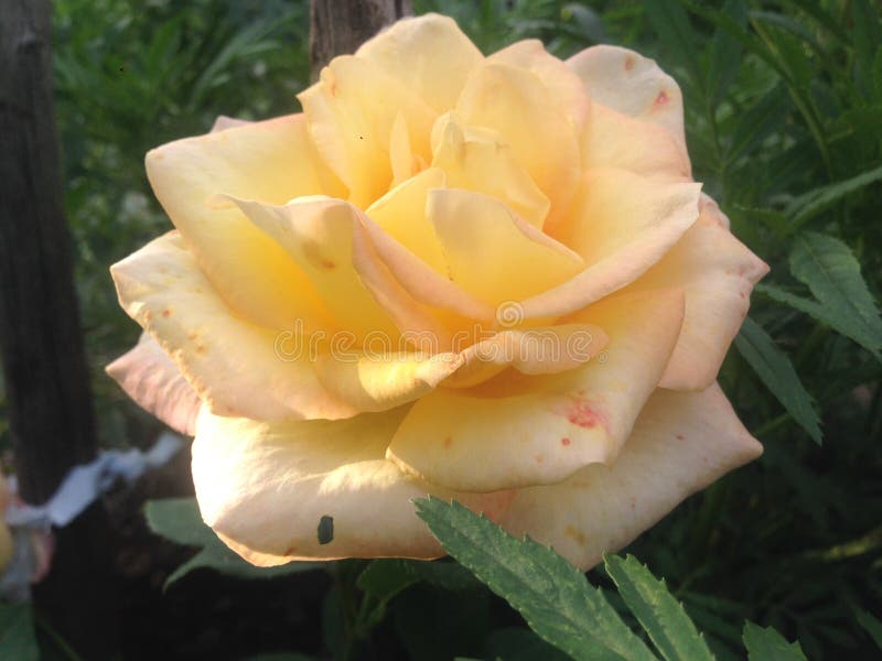 Cream rose stock image. Image of nature, sunflower, flower - 191021661