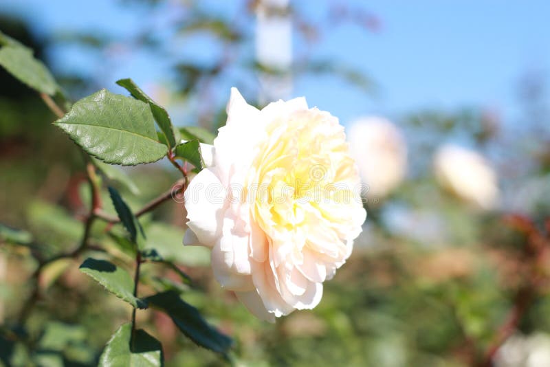 Cream rose stock photo. Image of fresh, cream, sunlight - 45727608