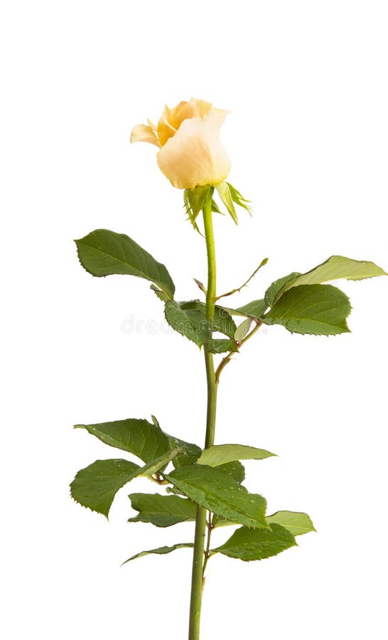 Cream rose isolated stock image. Image of color, rose - 187136033