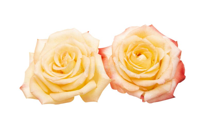 Cream rose isolated stock photo. Image of gentle, wallpaper - 191078596
