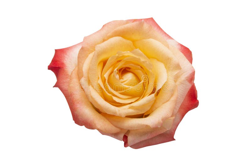 Cream rose isolated stock photo. Image of nature, birthday - 191078684