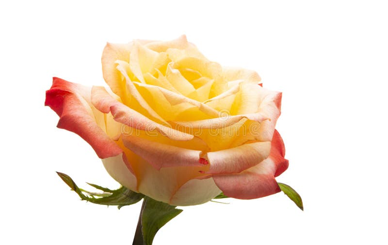 Cream rose isolated stock photo. Image of flower, romance - 191078846